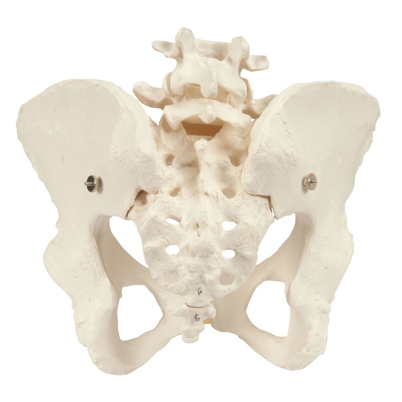 Modèle anatomique du squelette du bassin féminin - Génital et pelvis ...