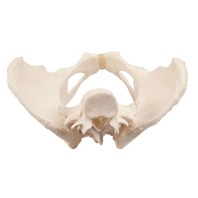 Modèle anatomique du squelette du bassin féminin - Génital et pelvis ...