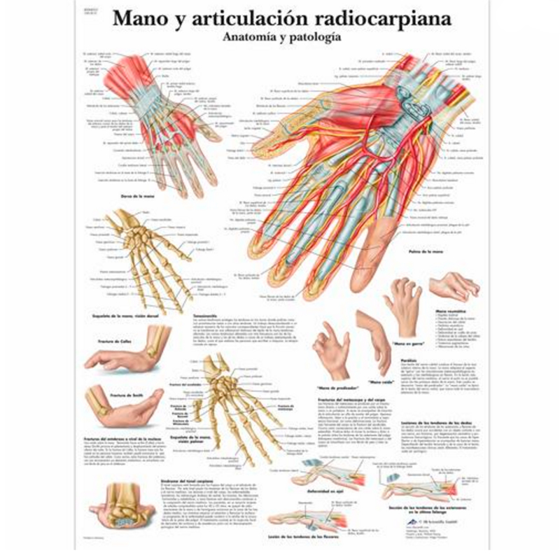 Fiche d'anatomie : main et articulation radiocarpienne - Boutique Fisaude