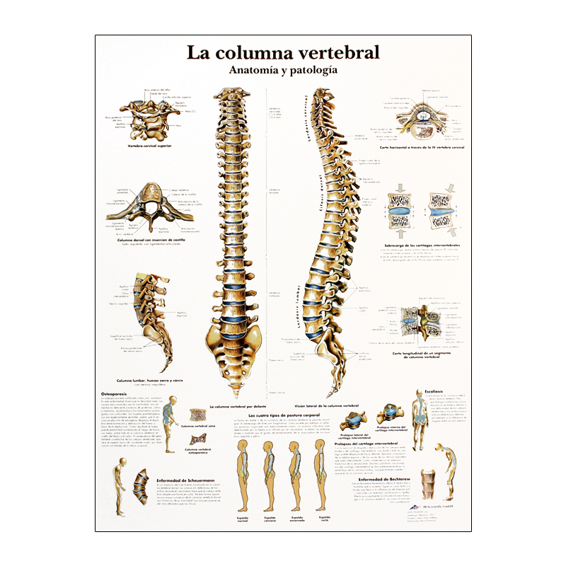 Tableau d'anatomie : colonne vertébrale - Boutique Fisaude